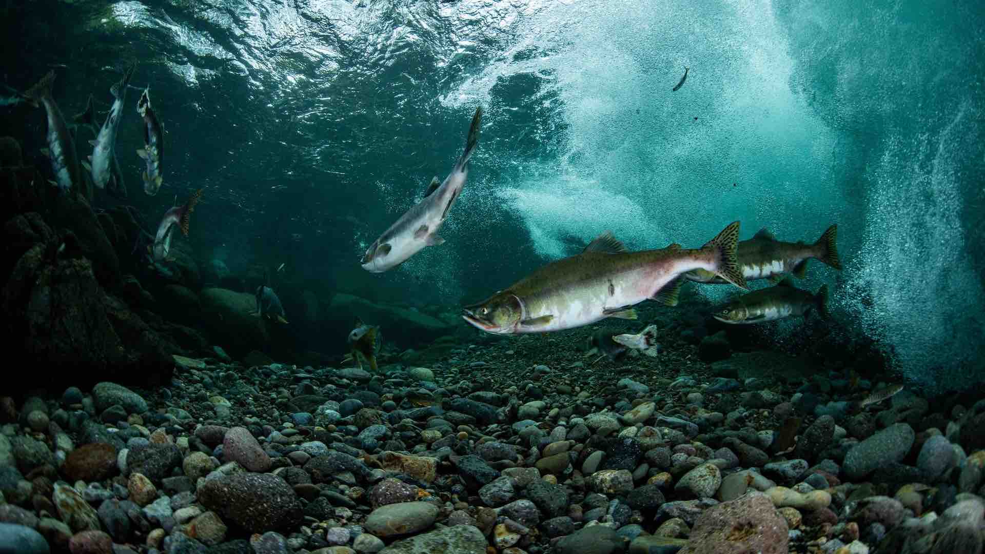 Pollution blamed for drastic decline in England’s salmon population ...